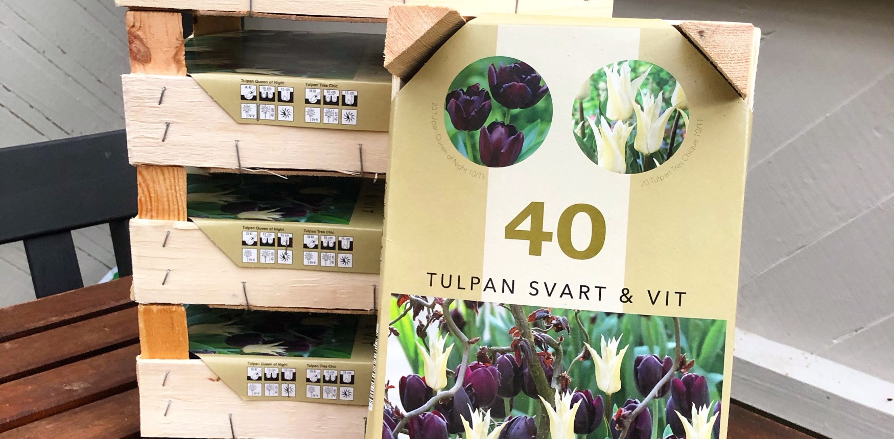 Planting Tulip Combo – Queen of Night & Très Chic - Natalia Lindberg ...