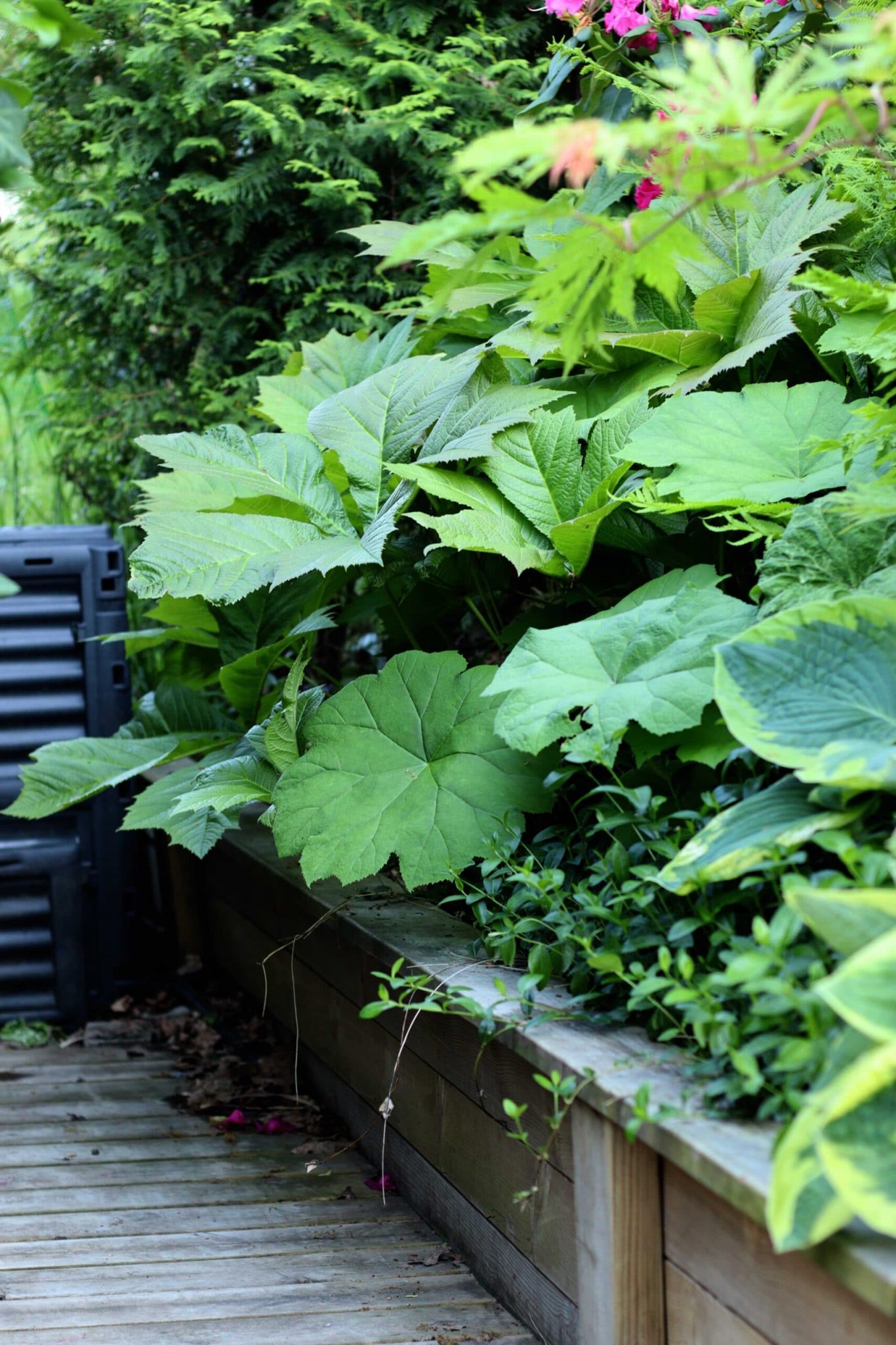 Storbladiga perenner i skugga - Natalia Lindberg Trädgårdsdesign