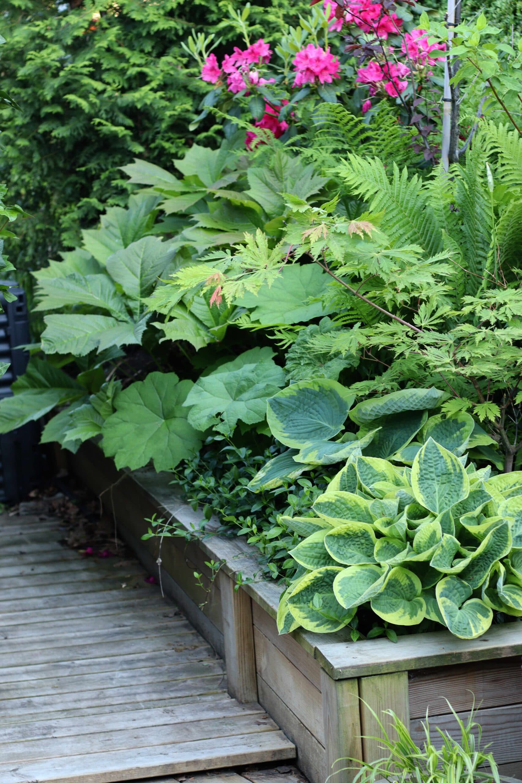 Storbladiga perenner i skugga - Natalia Lindberg Trädgårdsdesign